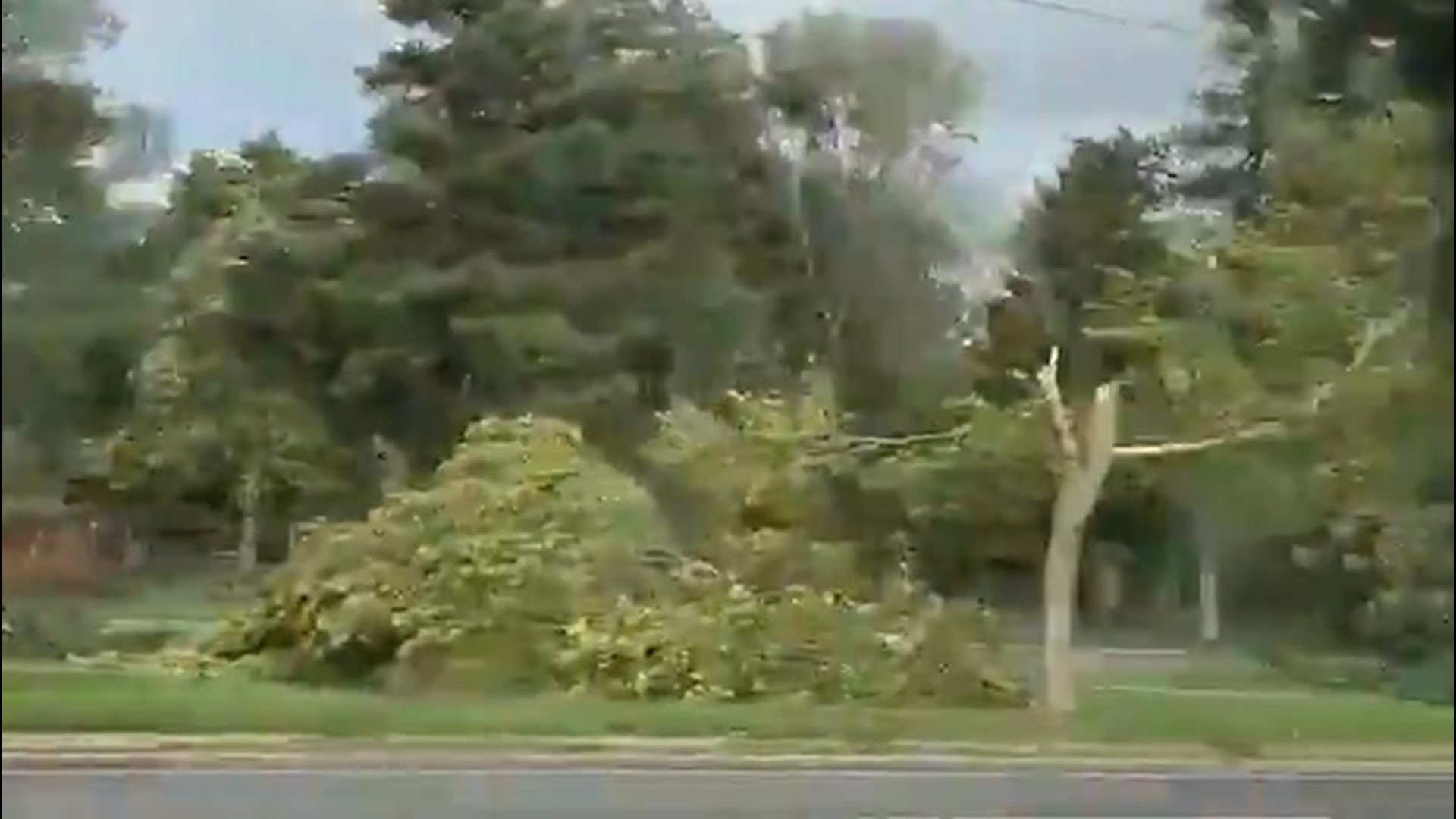 Widespread tree damage after windstorm | wwltv.com