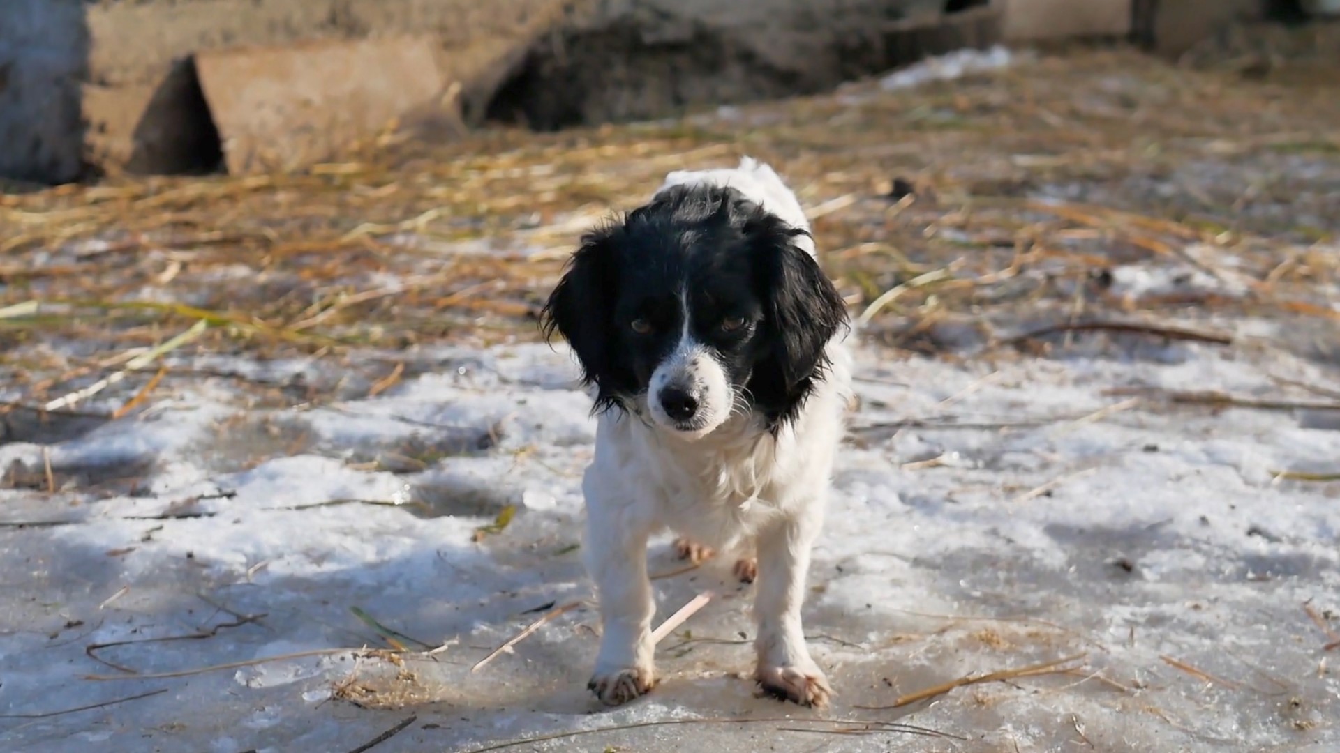 How Do You Know When Your Dog Has A Cold