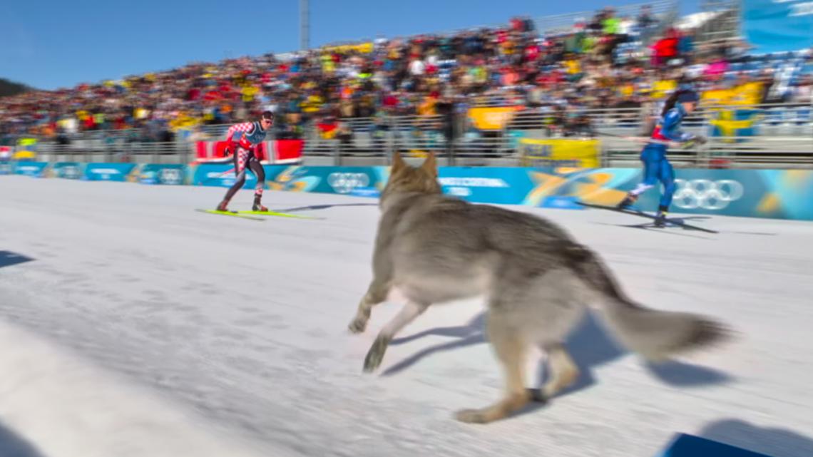 Dog's surprise Olympic debut at cross-country ski course results in ...