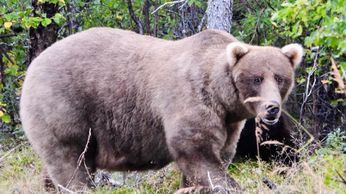 Alaska's Fat Bear Week: Vote for the Fattest Bruin | wwltv.com