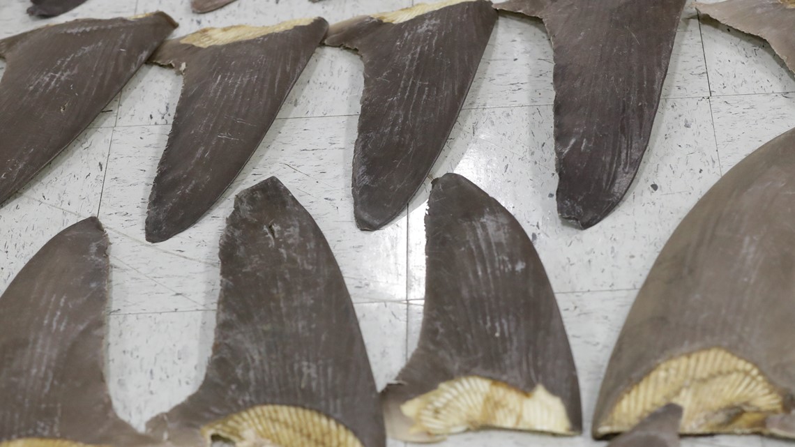 What is shark finning? Historic ban poised to become U.S. law | wwltv.com