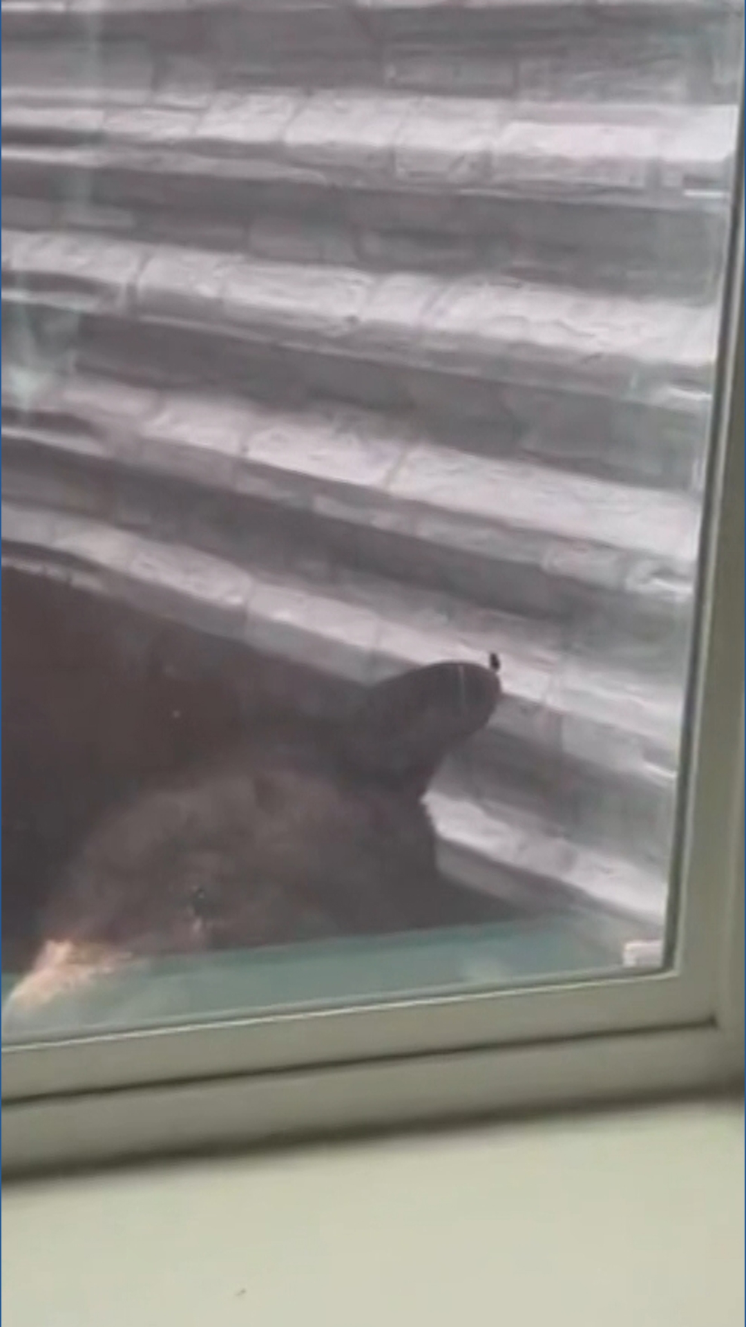 'Very surreal': Colorado woman surprised by 250-pound bear napping in ...