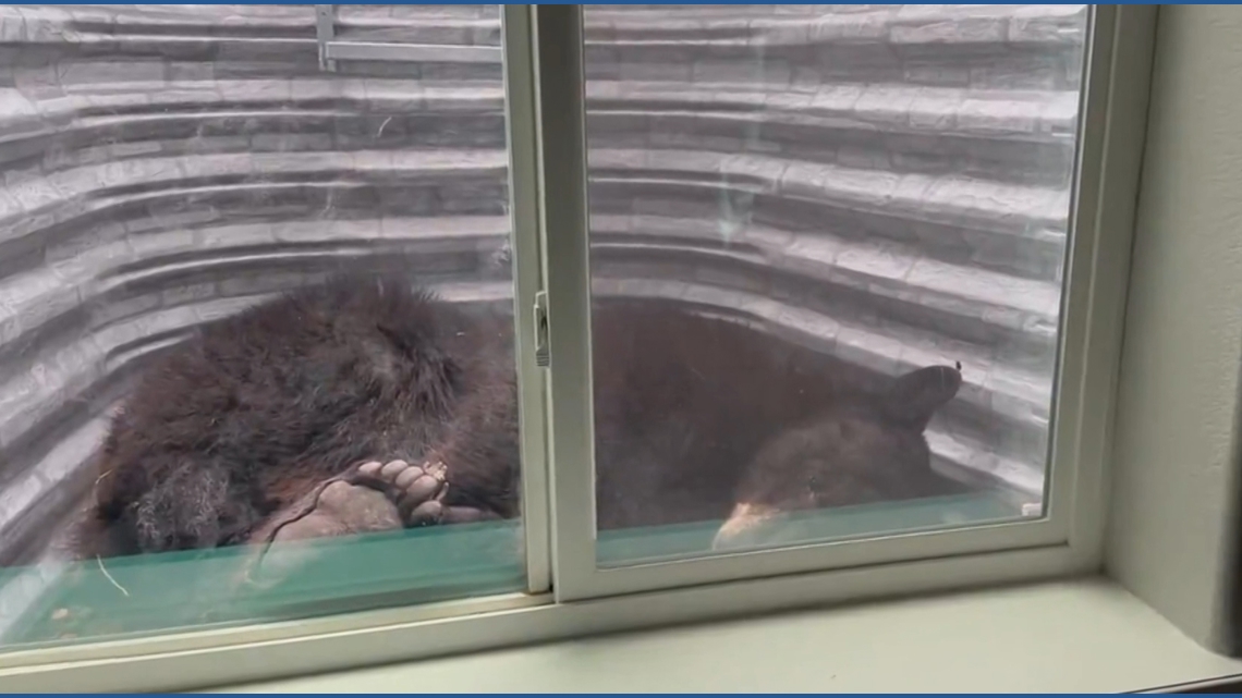 'Very surreal': Colorado woman surprised by 250-pound bear napping in ...