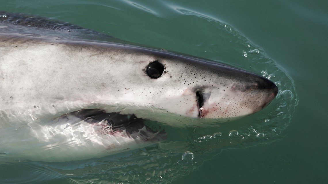 Rising ocean acid endangers shark teeth | wwltv.com