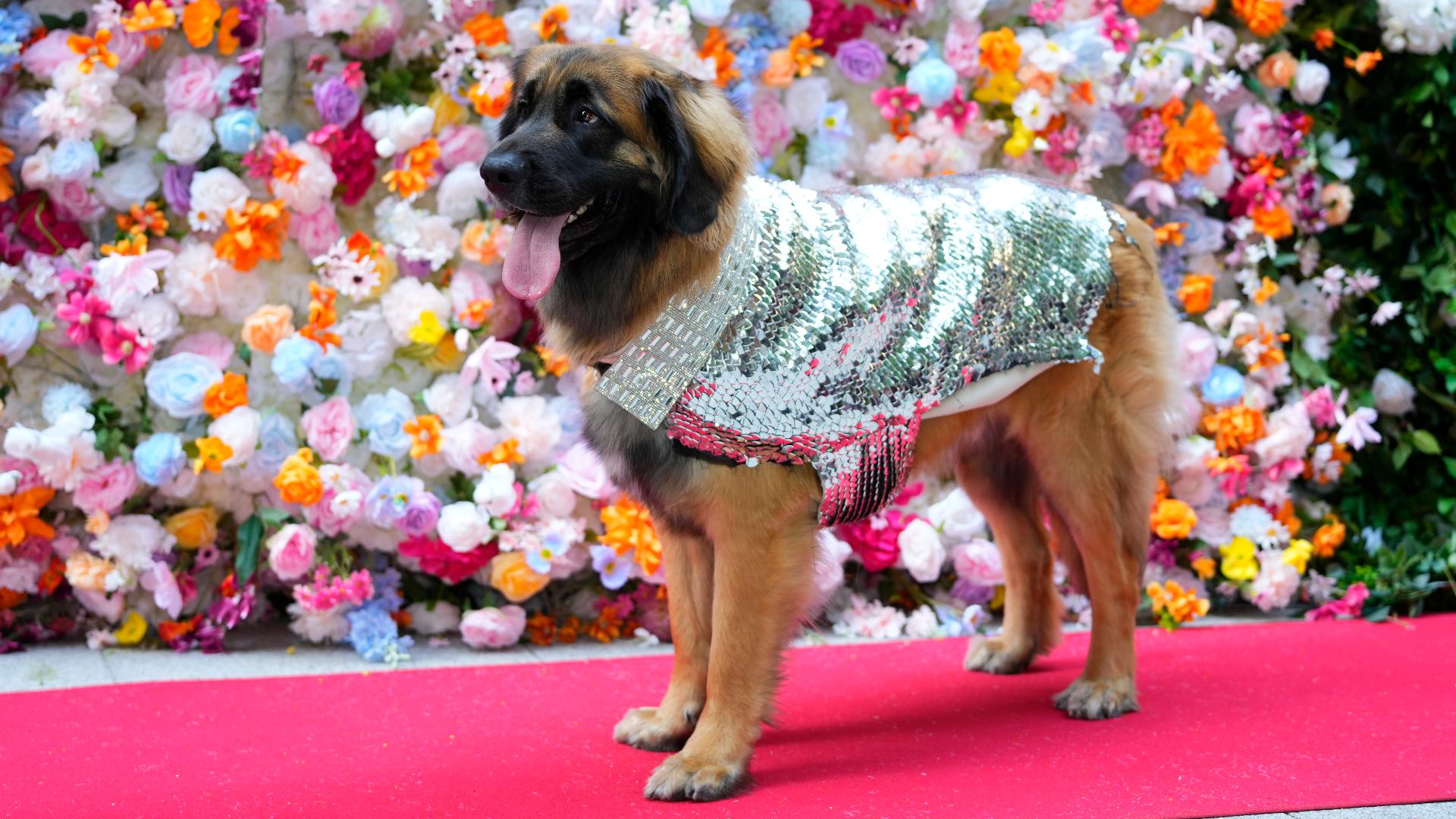 Canines wear couture at American Kennel Club Pet Gala | wwltv.com