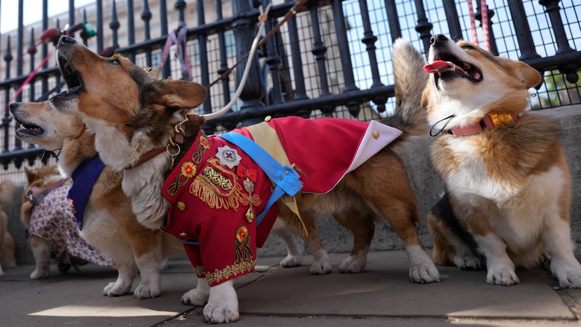 Corgi parade outside Buckingham Palace honors Queen Elizabeth II ...