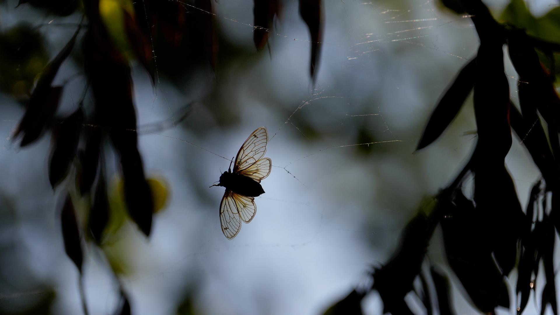 Cicadas bring chaos to Illinois, the epicenter of the bug invasion ...
