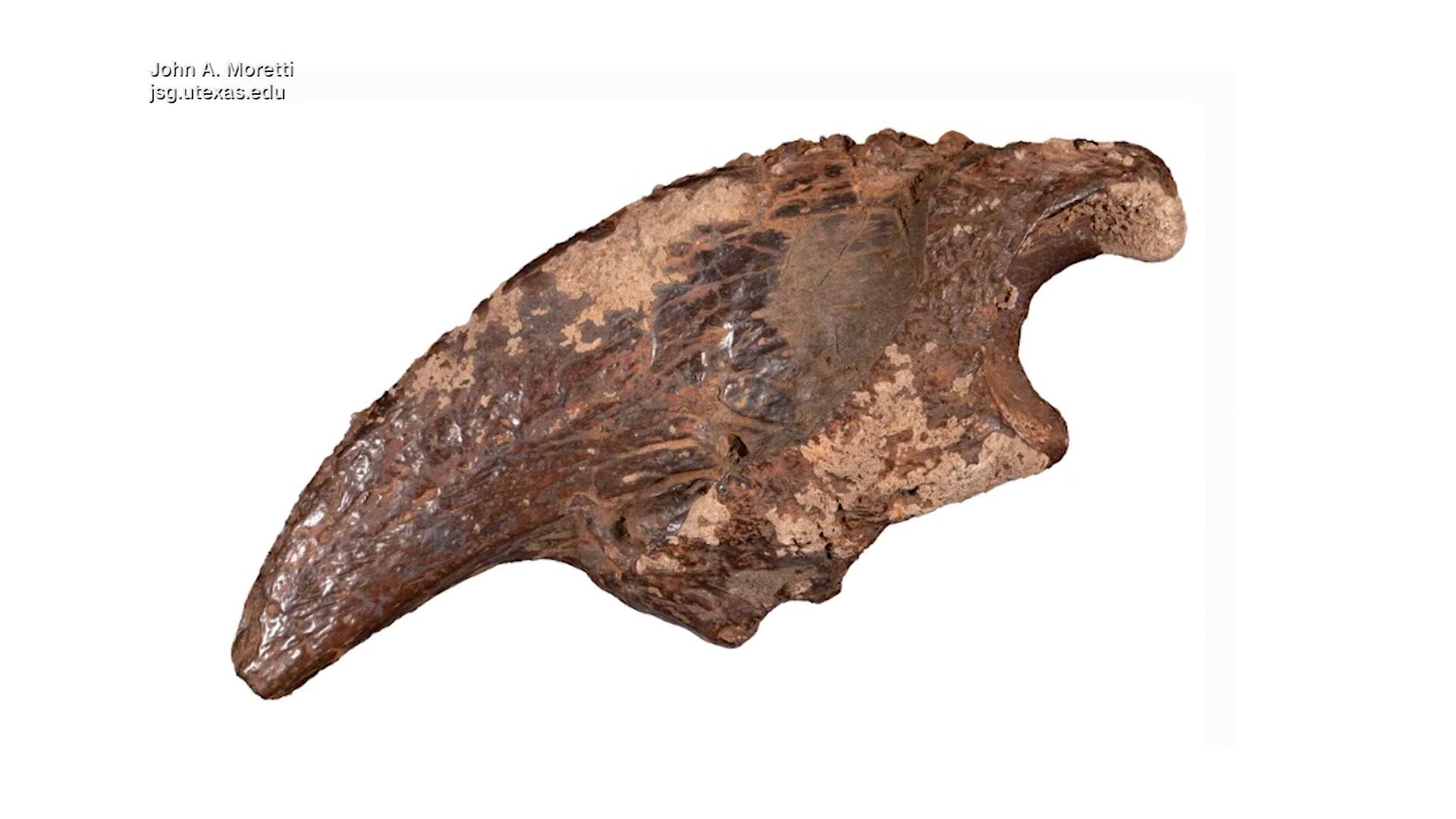 Texas researcher uncovers rare prehistoric fossil site in underwater ...