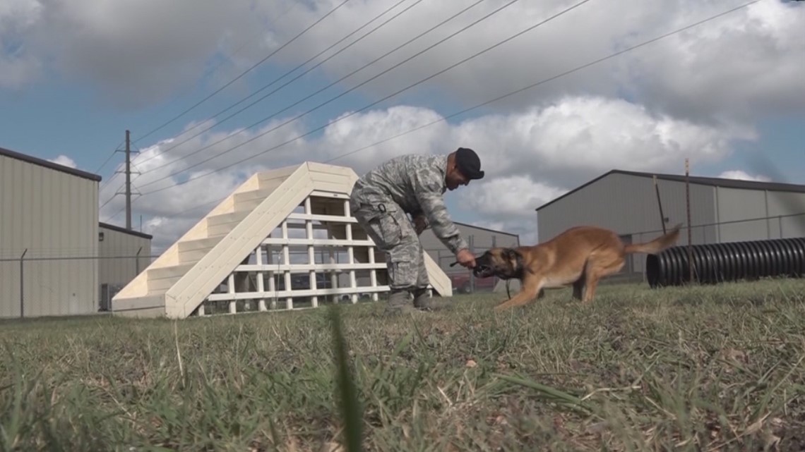 Dogs seized in FBI raid getting second chance to help people | wwltv.com
