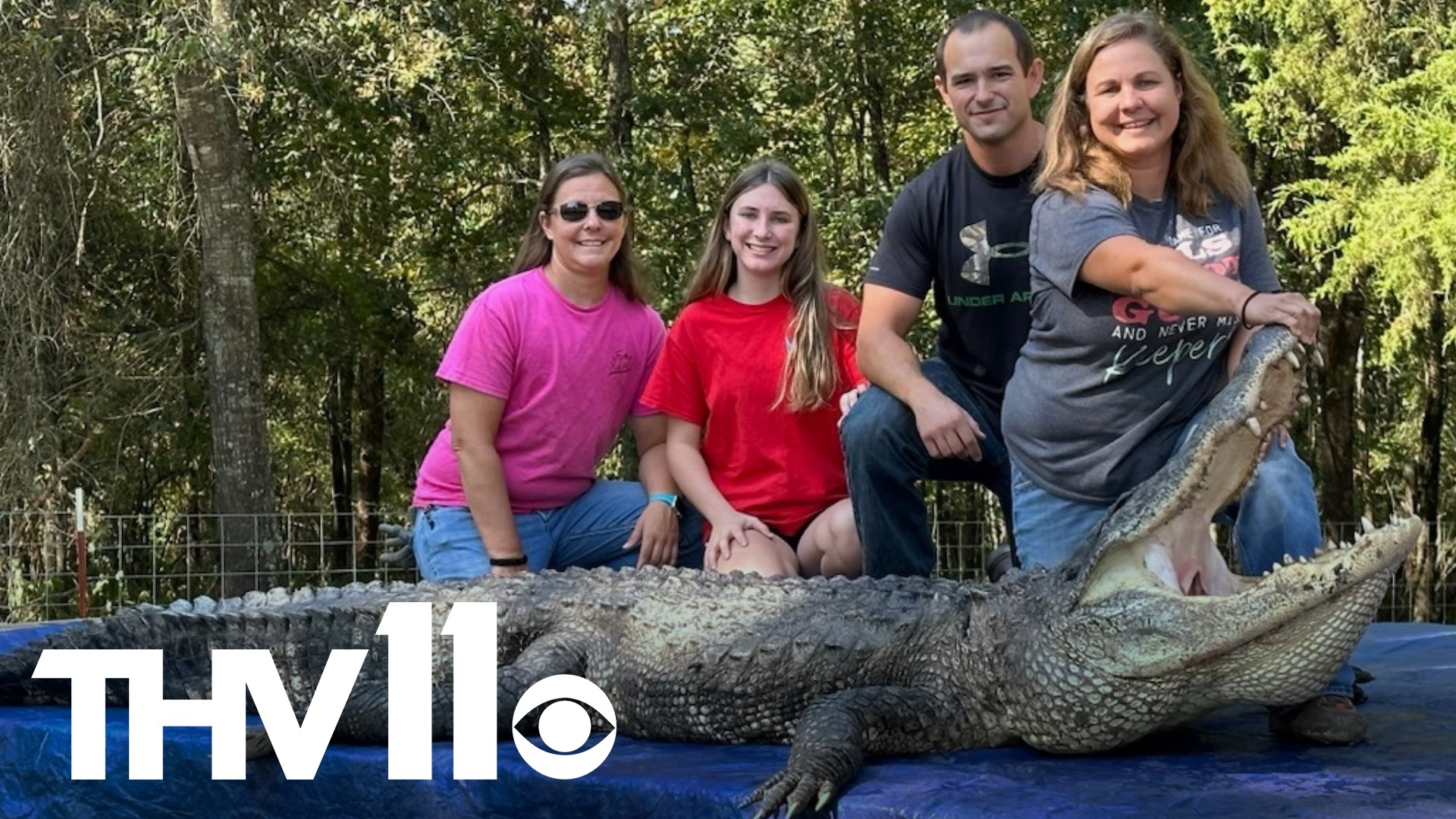 Arkansans wrangle more than 12-foot-long alligator | wwltv.com