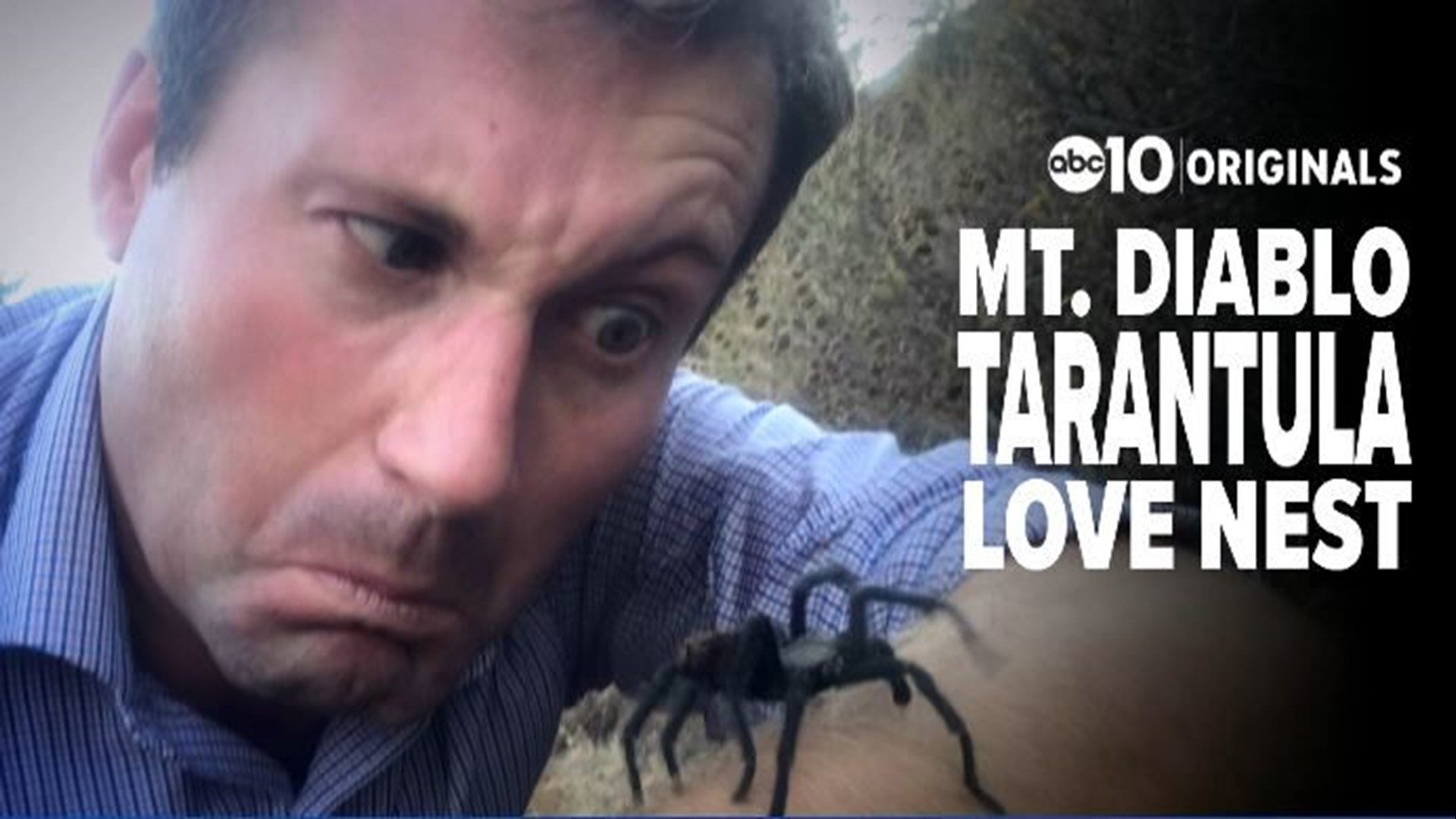 Summer of Love: Tarantula mating season begins in Northern California ...