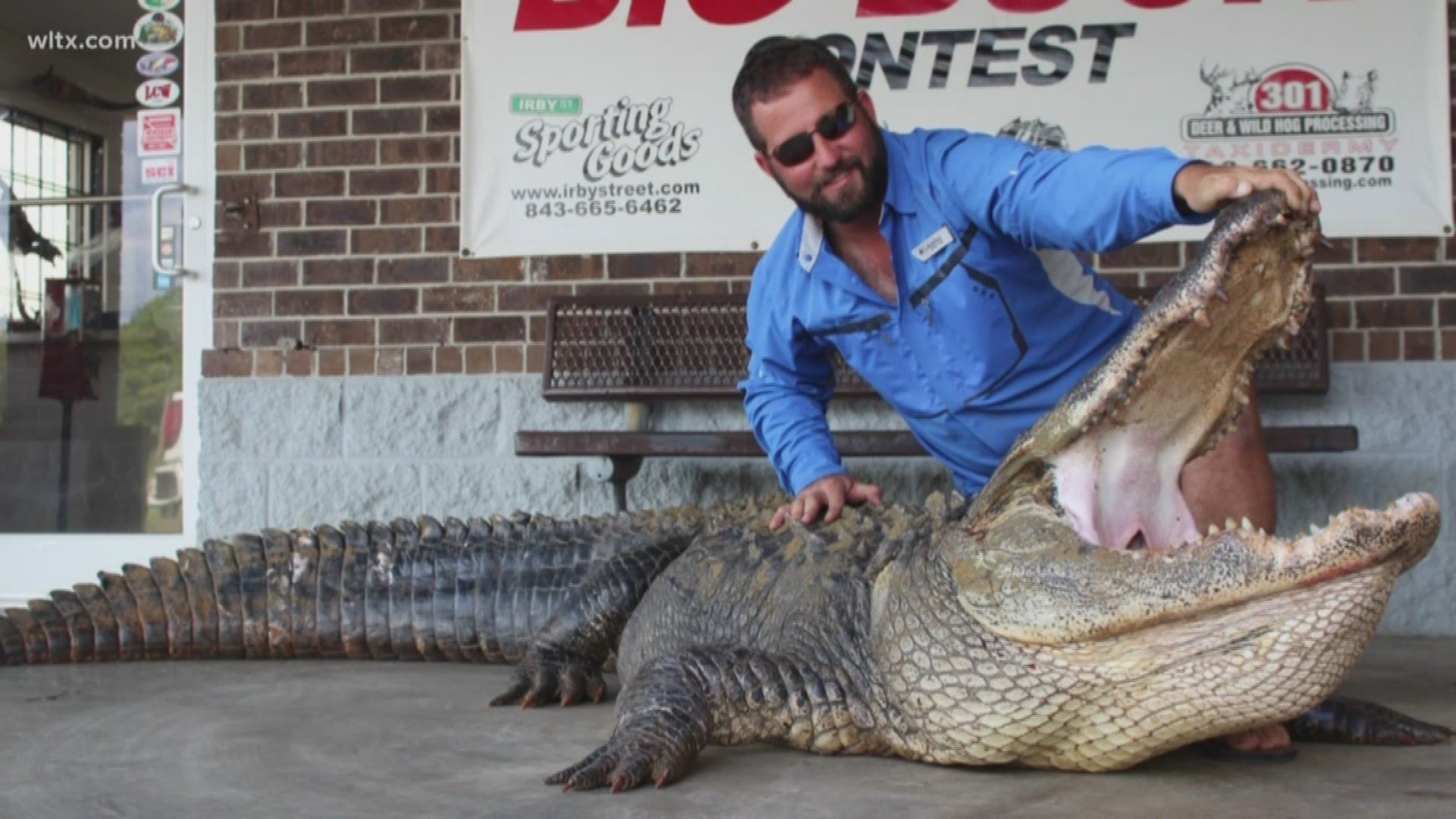South Carolina hunters catch 12 foot, 726 pound gator | wwltv.com