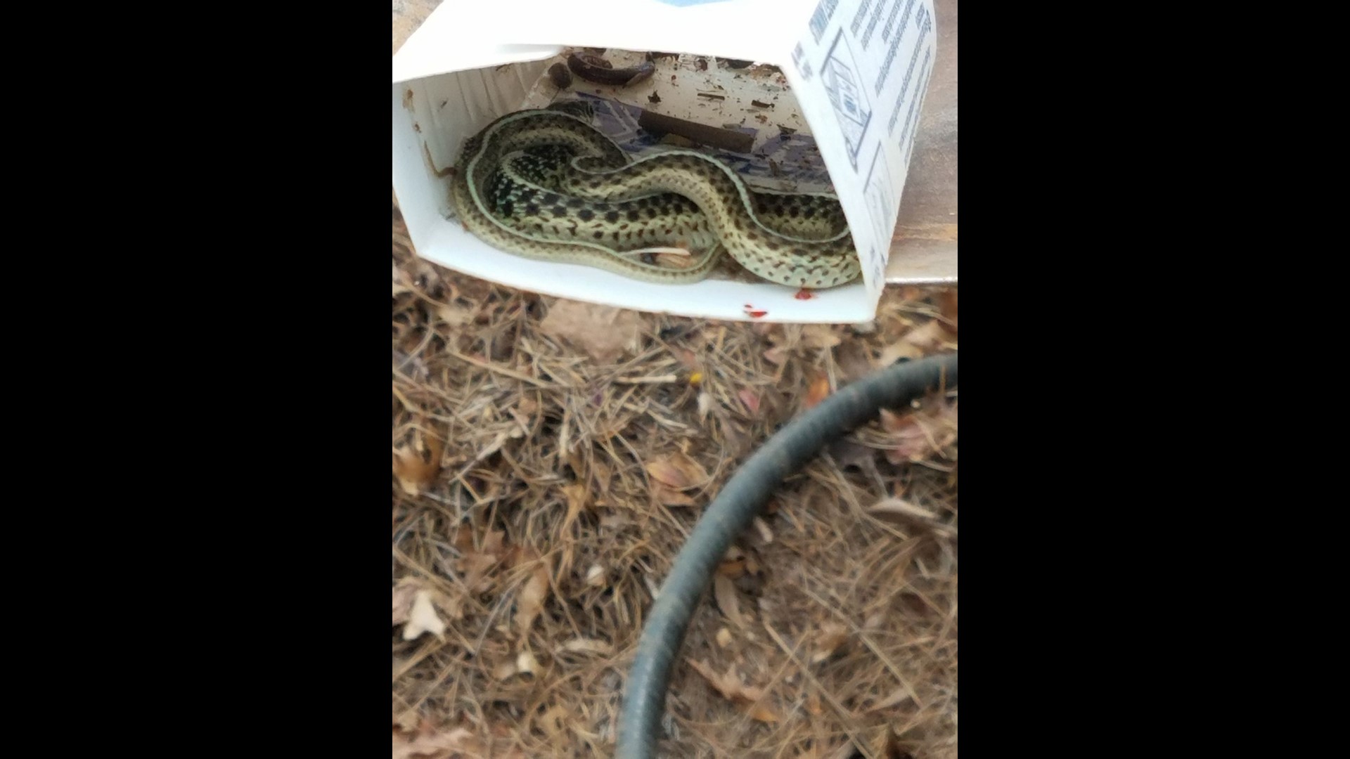 Snake in pool noodle leads to important warning | wwltv.com
