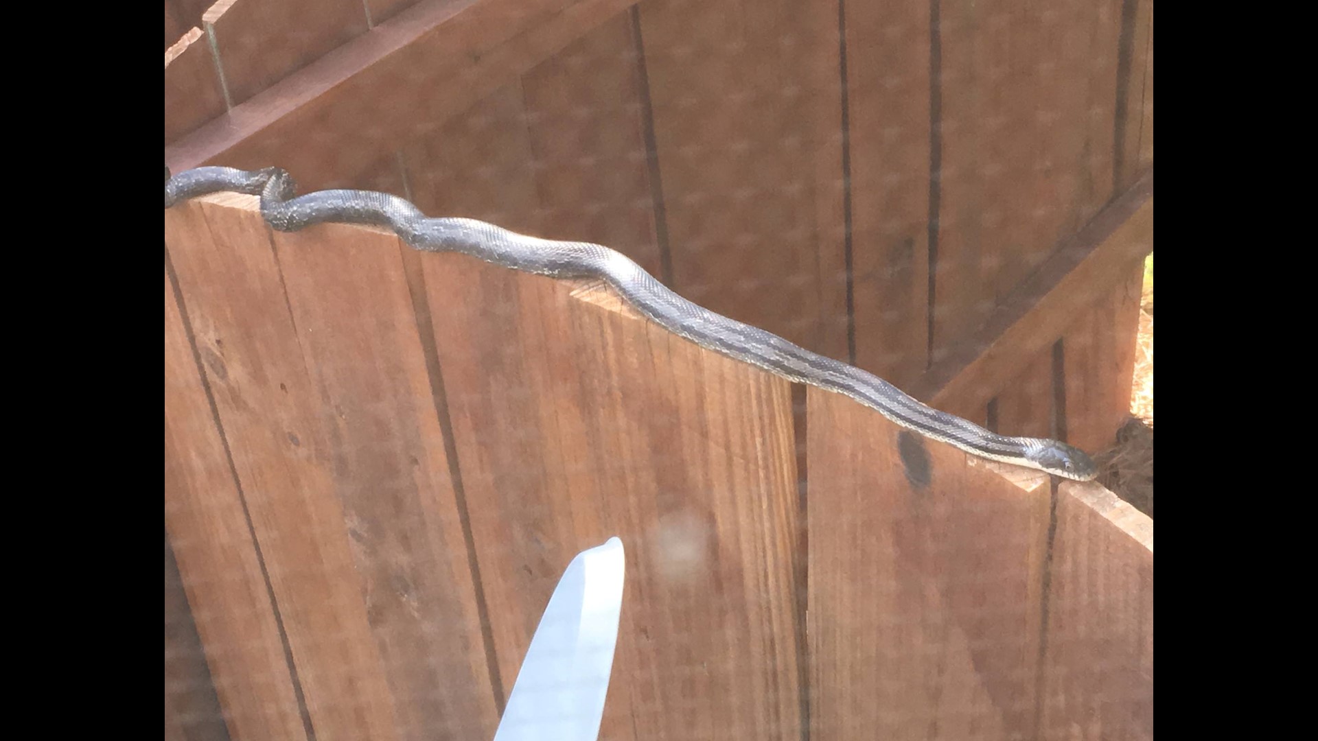 Snake in pool noodle leads to important warning | wwltv.com