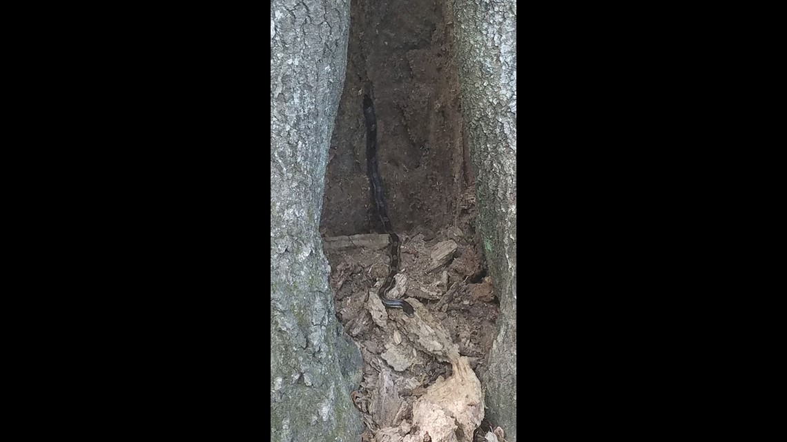 Snake in pool noodle leads to important warning | wwltv.com