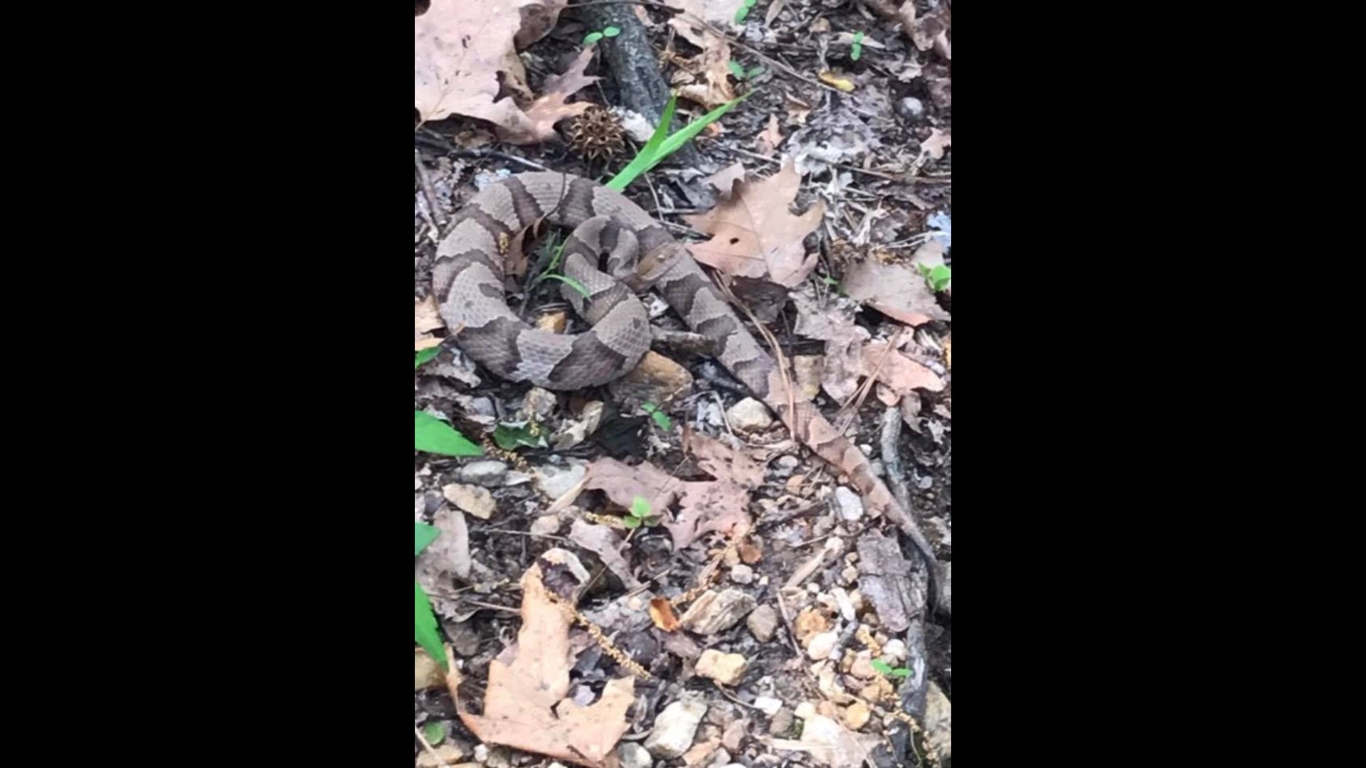 Snake in pool noodle leads to important warning | wwltv.com