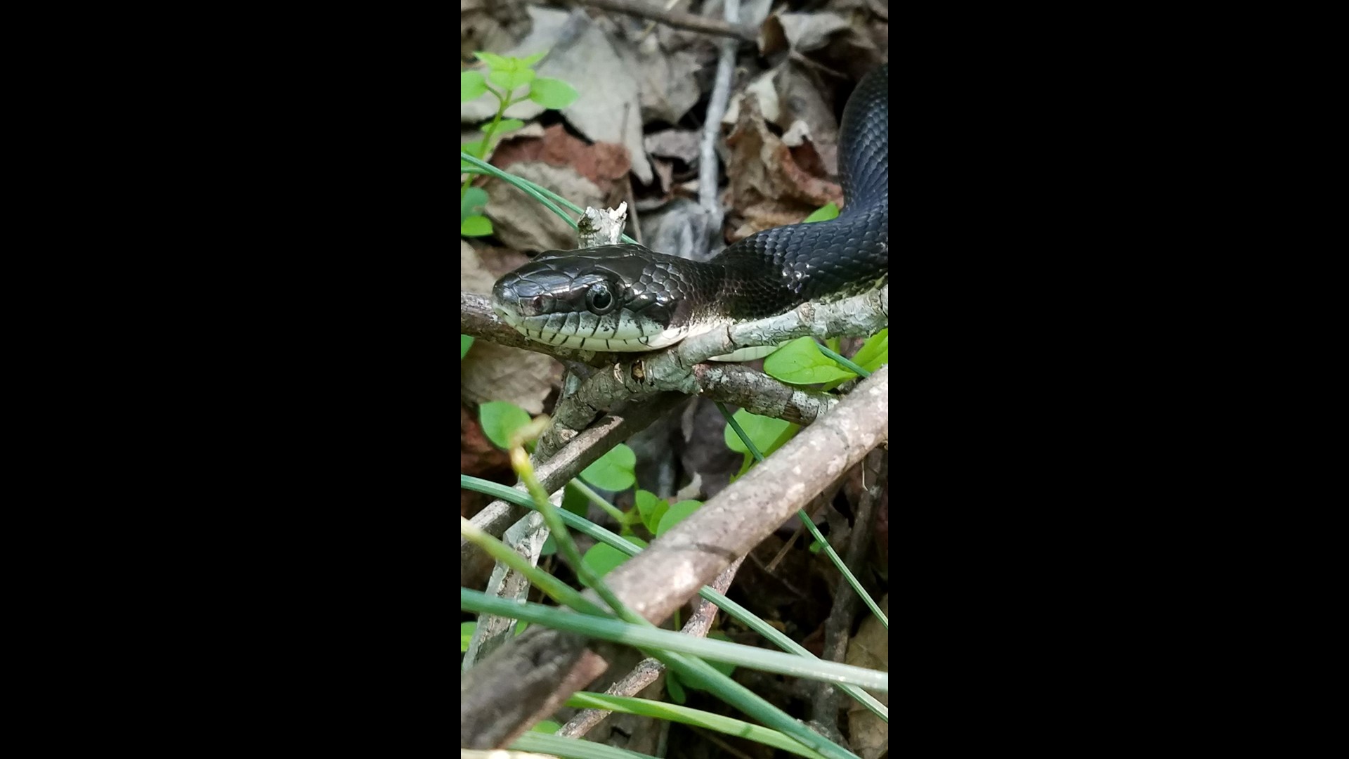 Snake in pool noodle leads to important warning | wwltv.com