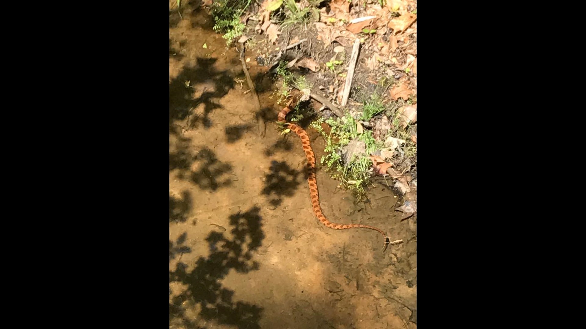 Snake in pool noodle leads to important warning | wwltv.com
