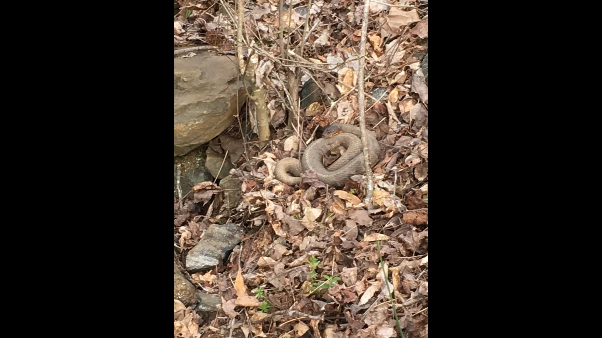 Snake in pool noodle leads to important warning | wwltv.com