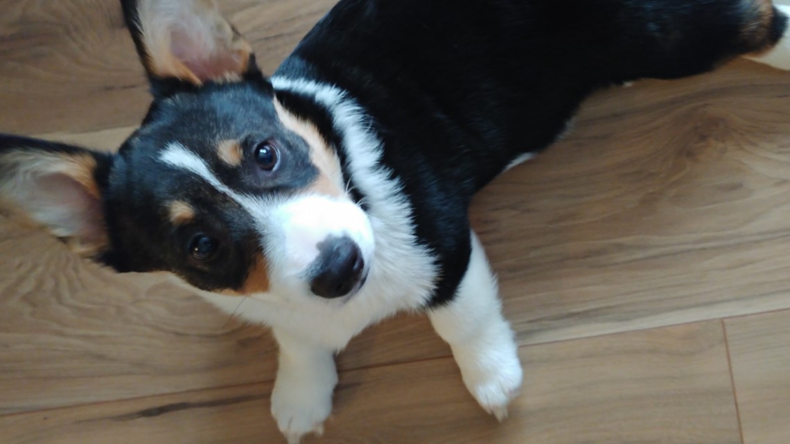 Rescuers Struggle With Surrender of Pandemic Corgi Puppies | wwltv.com