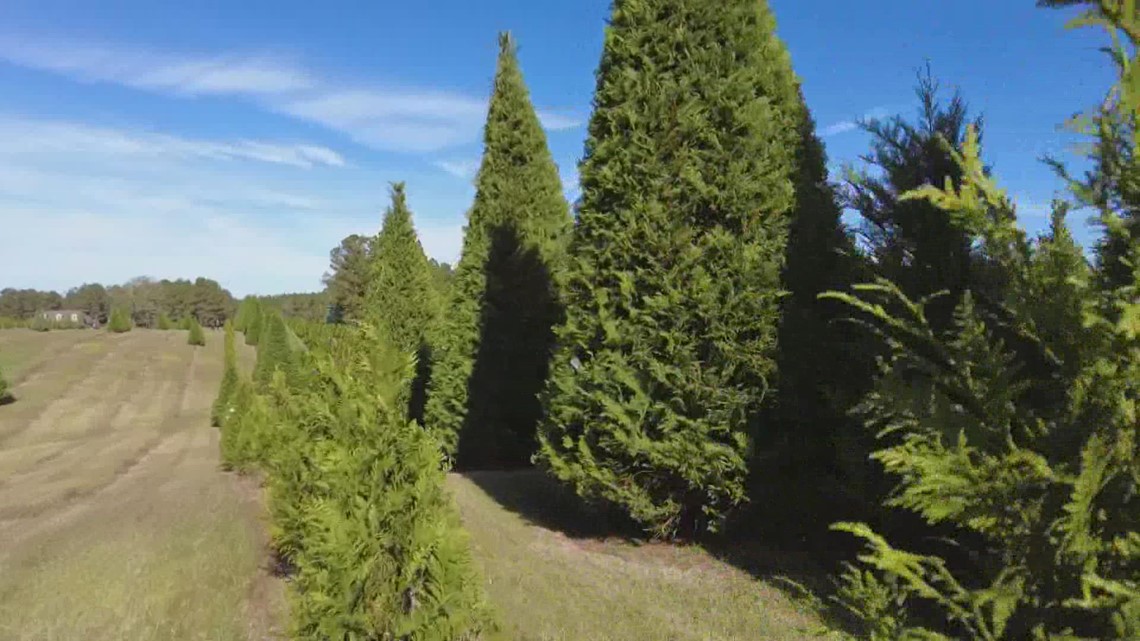 Christmas tree farm opens this holiday season | wwltv.com