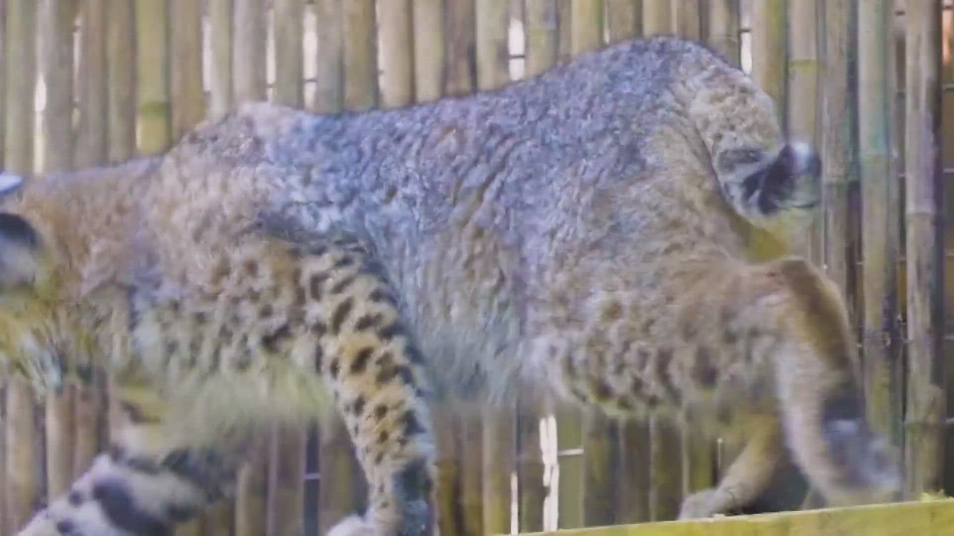 Bobcat kittens move into Audubon Zoo Swamp | wwltv.com