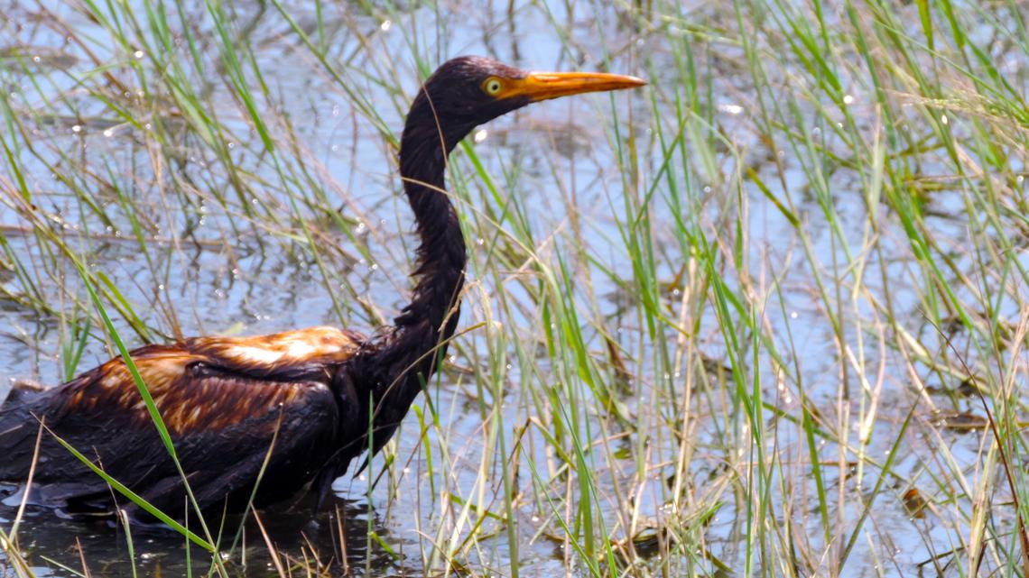 More than 100 birds covered in oil after spill | wwltv.com