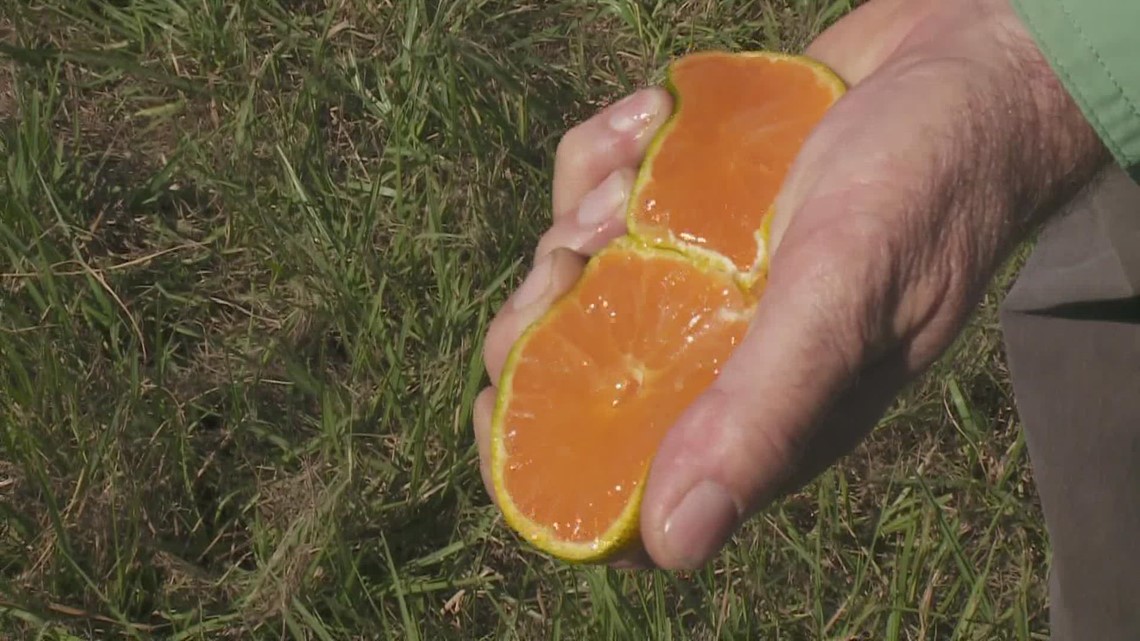 Louisiana satsuma growers still recovering from Hurricane Ida | wwltv.com