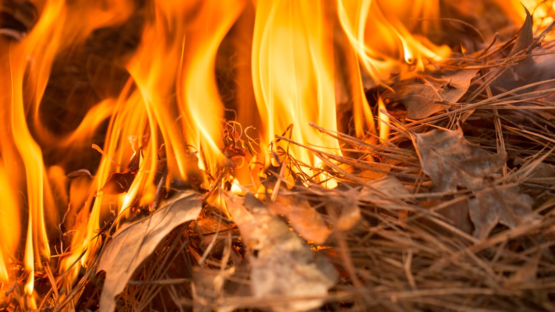 Arson: Louisiana's only national forest had 10 wildfires in March ...