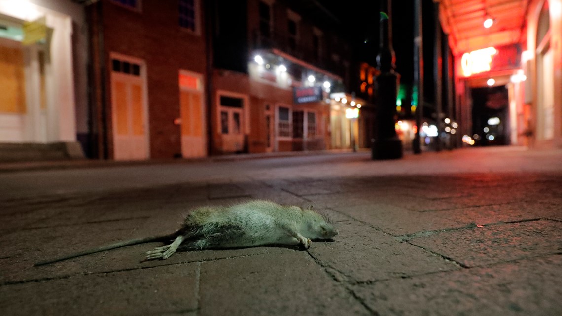 Rats becoming a problem in New Orleans as people empty restaurants ...