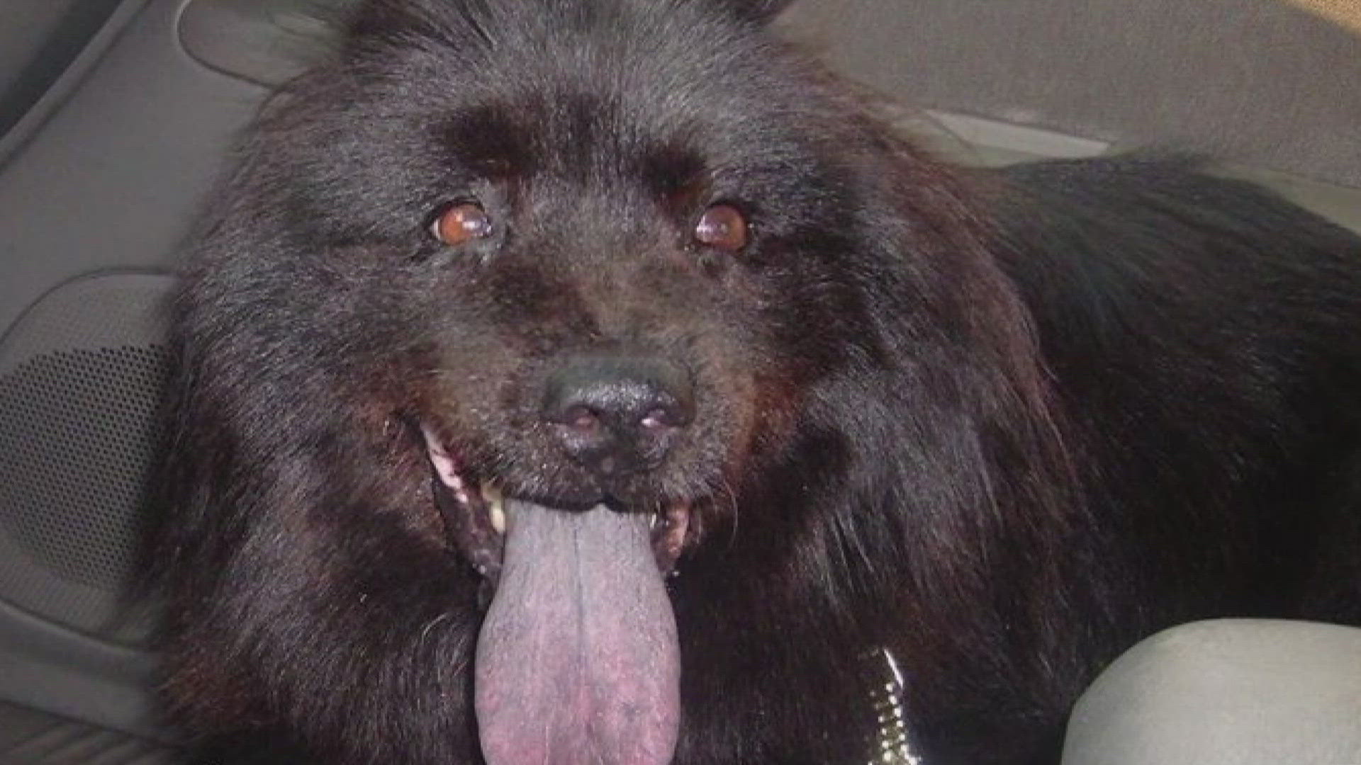 A prayer answered: How Coach James reunited with his dog after ...