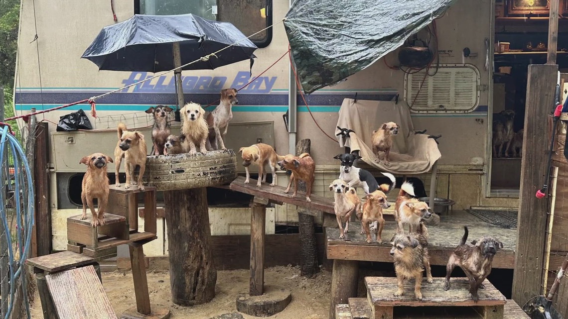 More than 100 small dogs in Livingston Parish need homes. Here's how ...