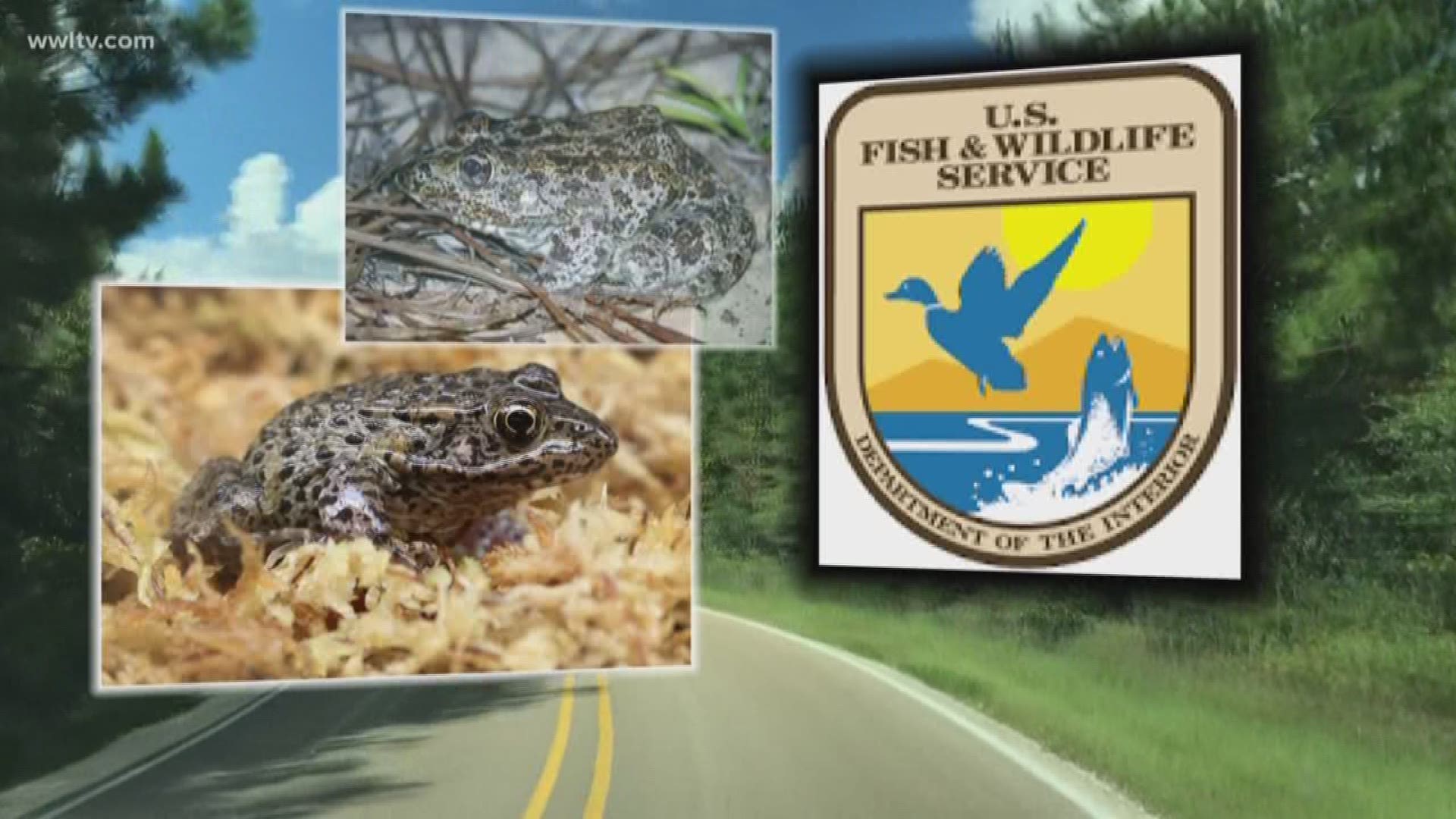 Supreme Court hands local landowner a victory over a frog | wwltv.com