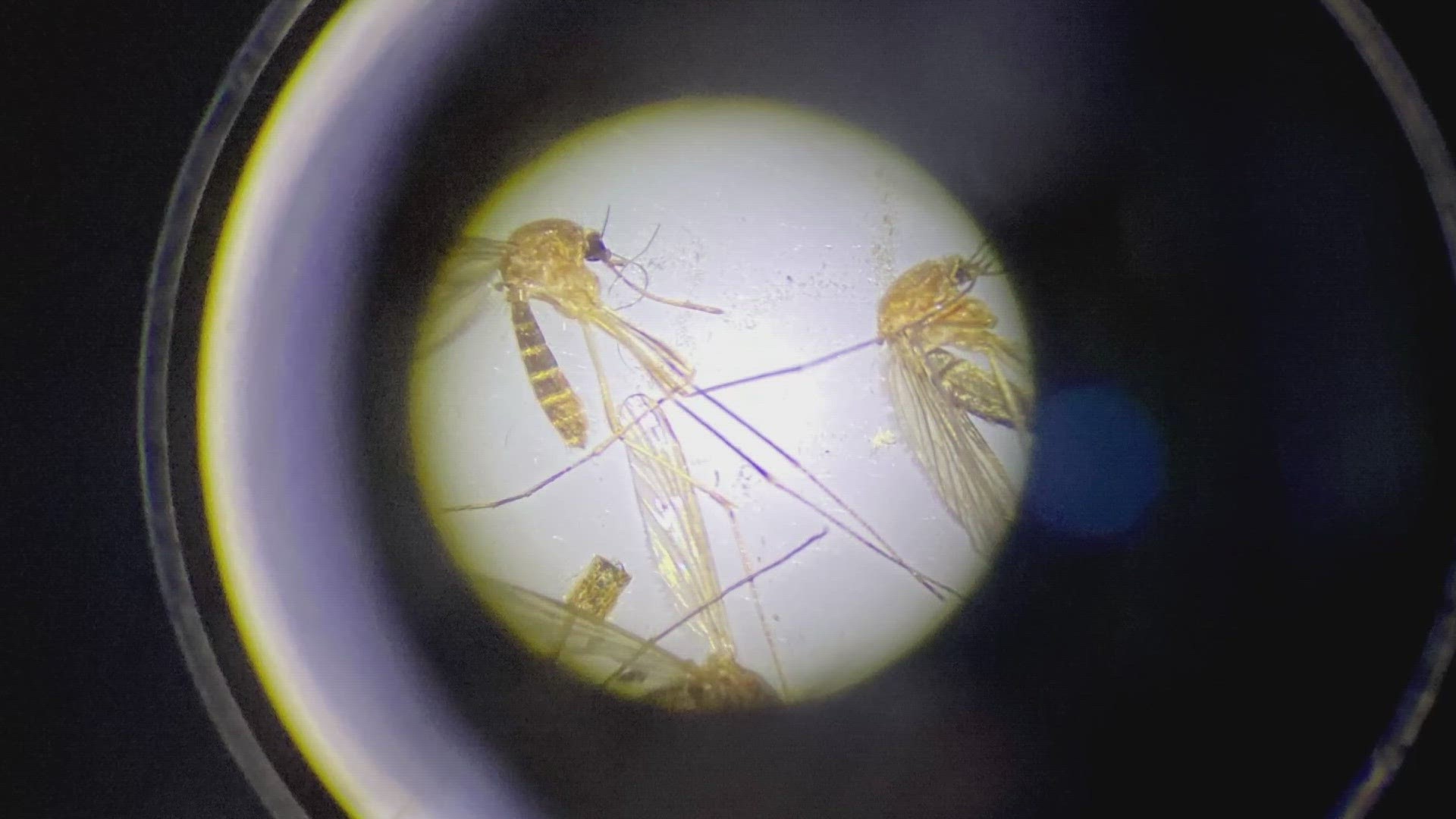 Late fall explosion in the mosquito populations | wwltv.com