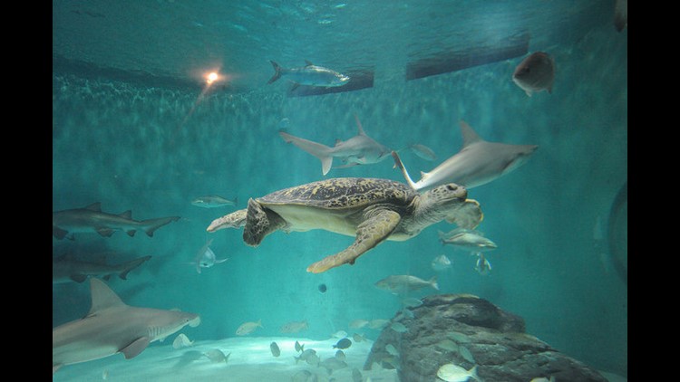 Sea turtle gives unique view of Aquarium of the Americas exhibit ...