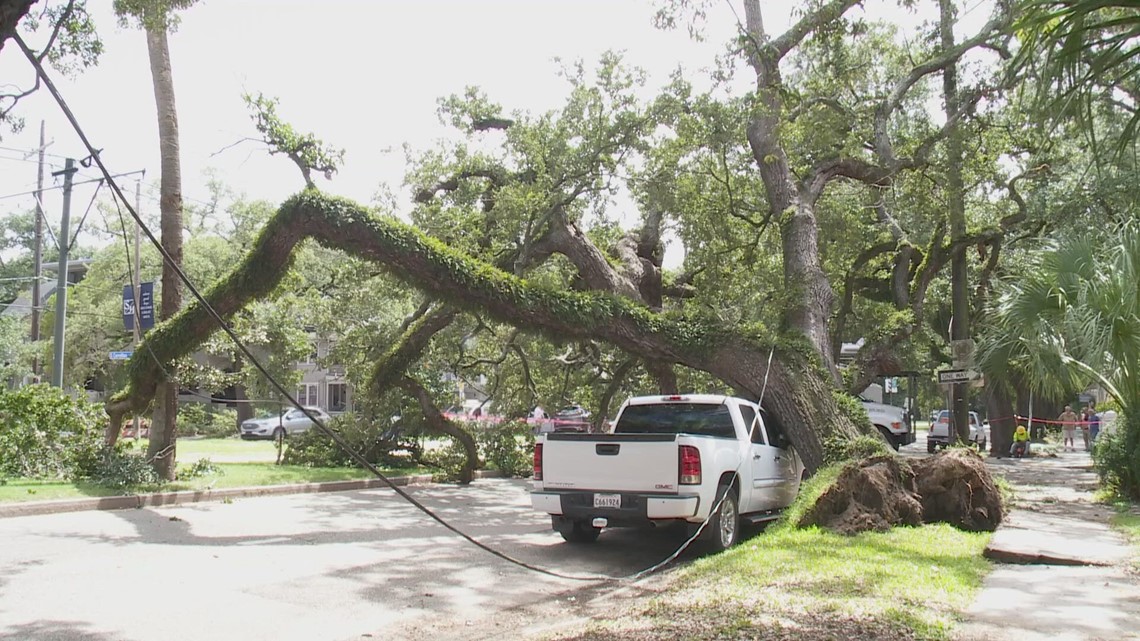 3 live oaks in New Orleans have fallen in the past week | wwltv.com
