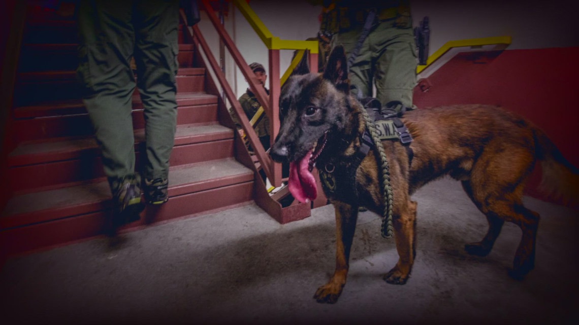 JPSO veteran K-9 laid to rest with memorial service | wwltv.com