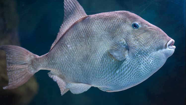 Recreational gray triggerfish season to close Saturday | wwltv.com