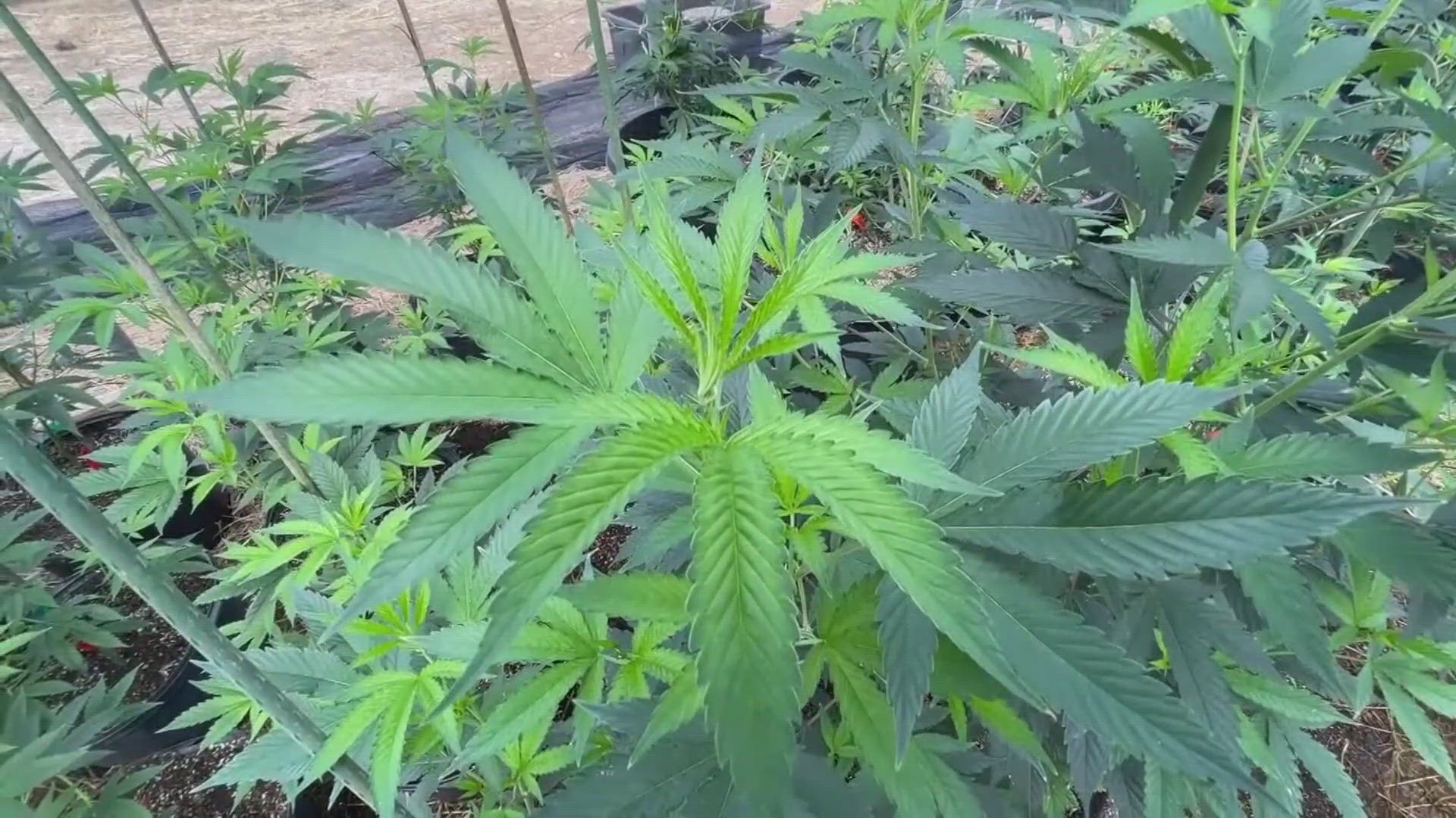 DEA to reclassify marijuana as Schedule III | wwltv.com
