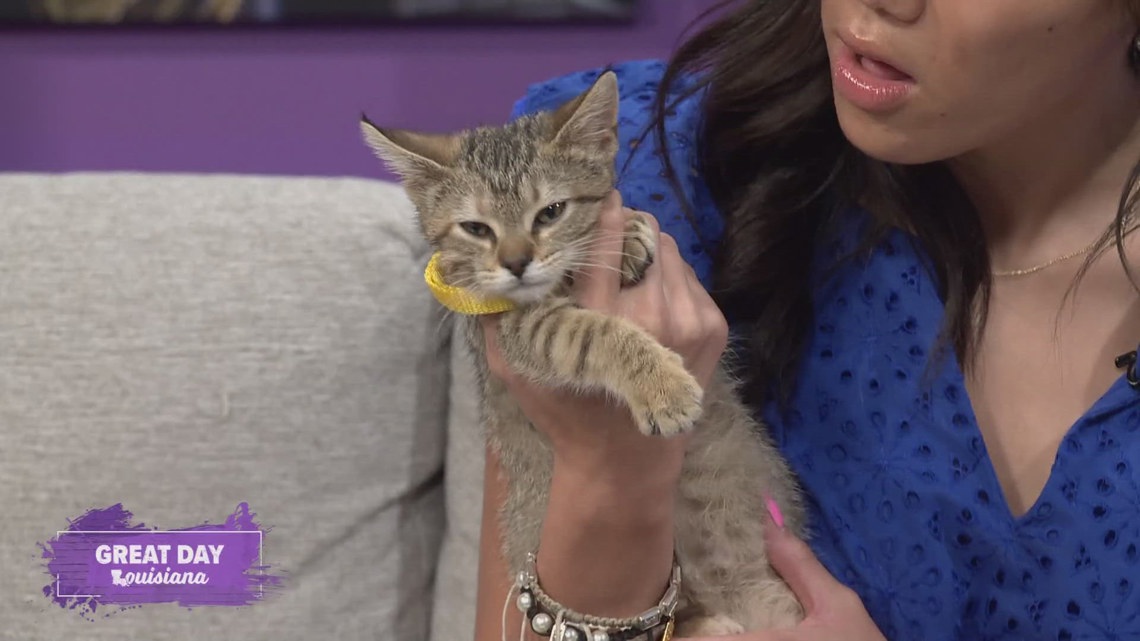 Meet A Cat Looking For A New Home | wwltv.com