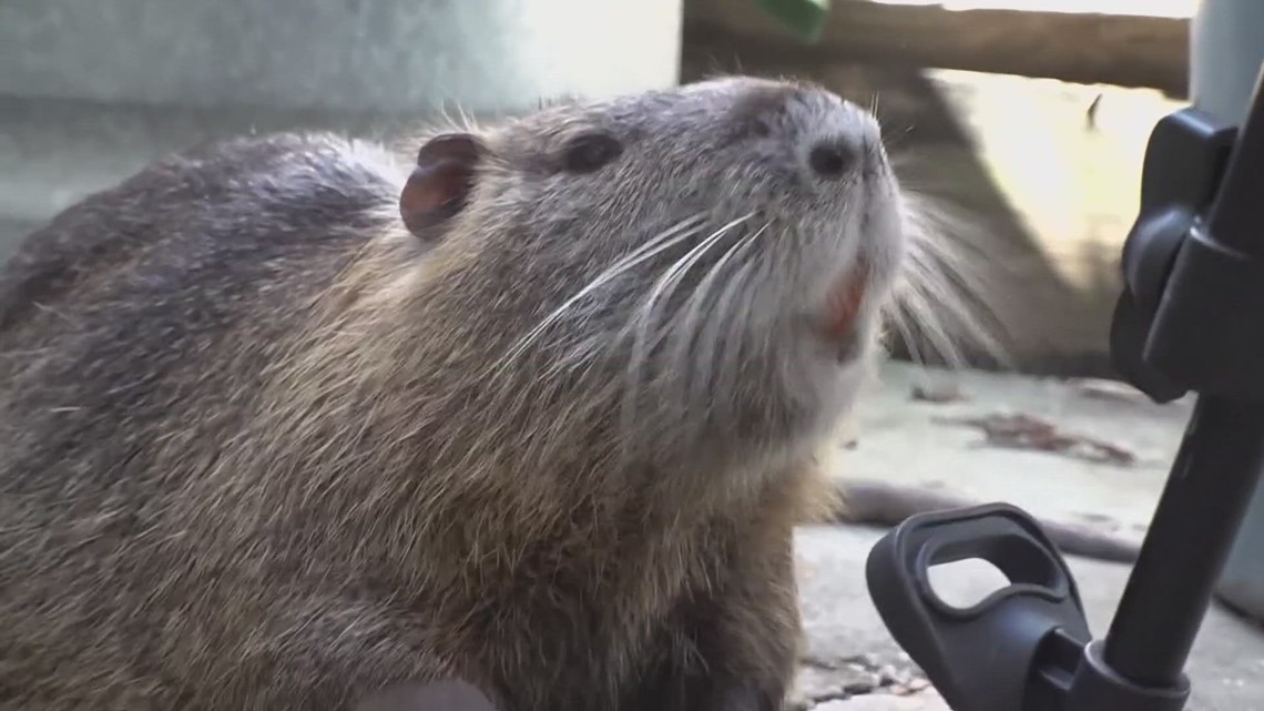 Neuty the Nutria allowed to stay with owners | wwltv.com