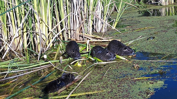 Nutria are invading California's farm region | wwltv.com