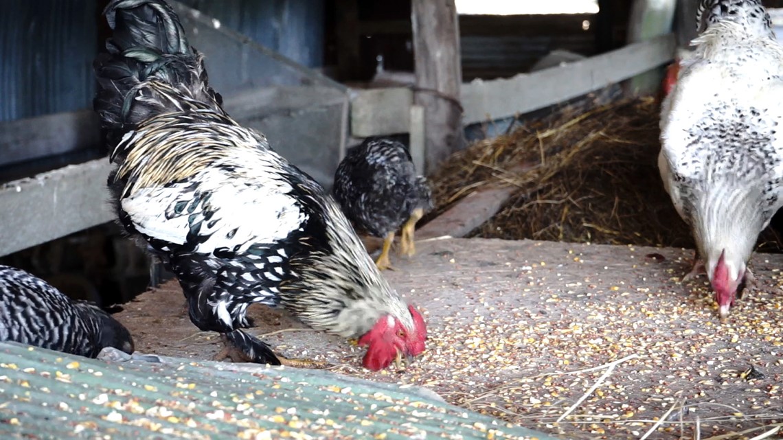 Louisiana town bans roosters; restricts horses, chicken | wwltv.com