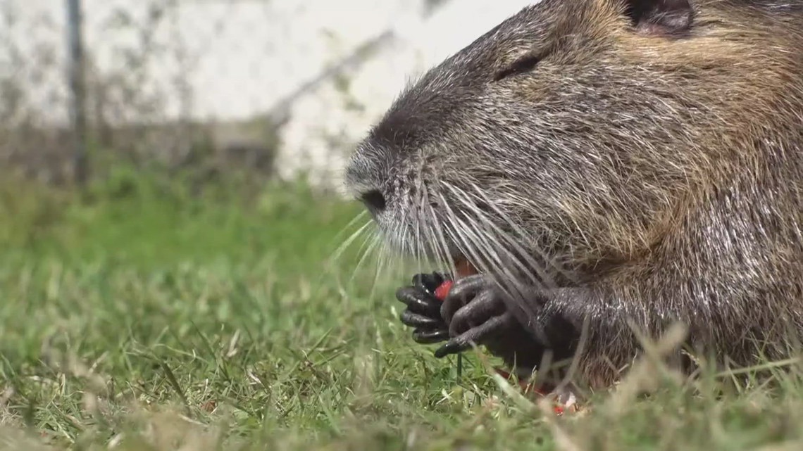 Neuty the Nutria Returns Home with Cancer Diagnosis | wwltv.com