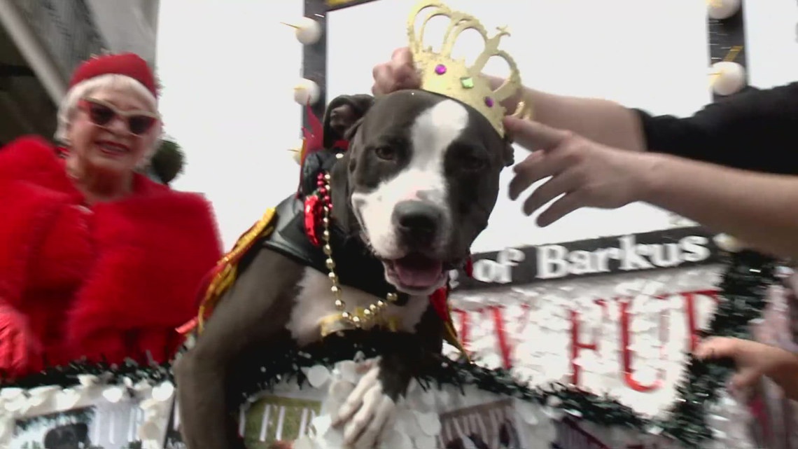 Barkus parade delights New Orleans with dogs after Mardi Gras | wwltv.com