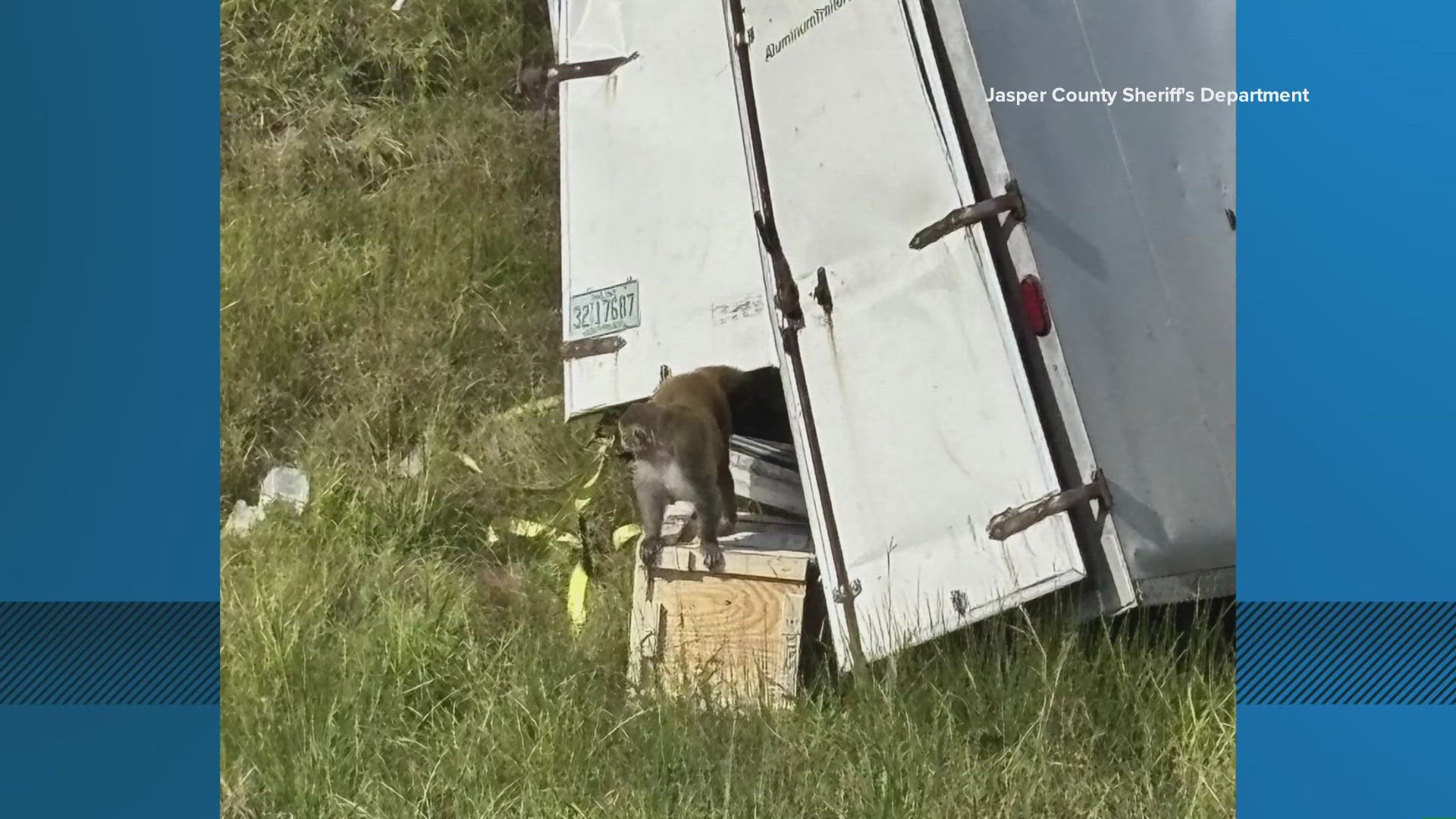 At least one monkey on the loose after truck crash in Mississippi ...