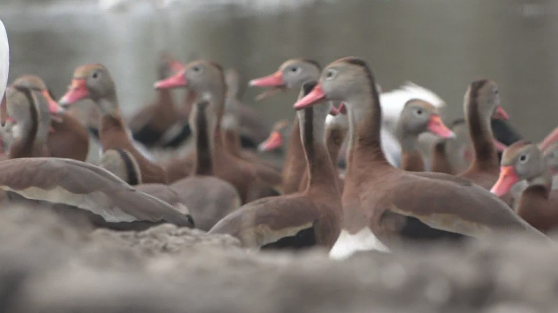 Black bellied whistling ducks flocking to New Orleans, Metairie parks ...