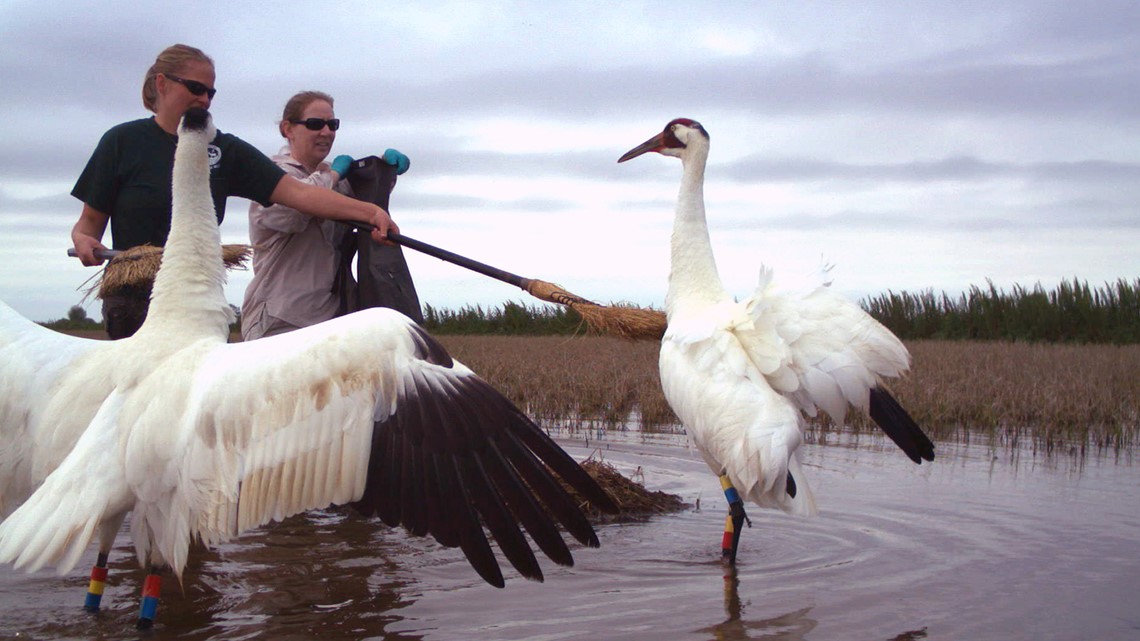 $6000 for tips in shooting of endangered whooping crane | wwltv.com