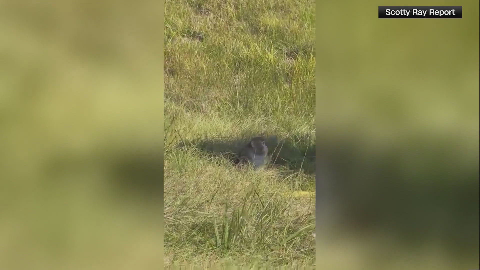 2nd escaped monkey fatally shot, leaving one monkey still on the loose ...