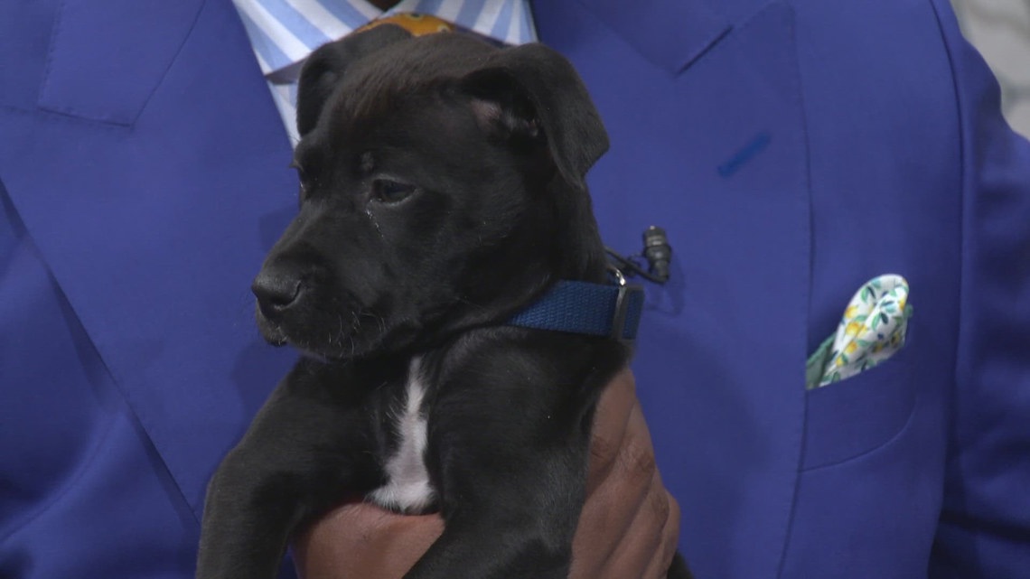 Louisiana SPCA: National Adoption Week | wwltv.com